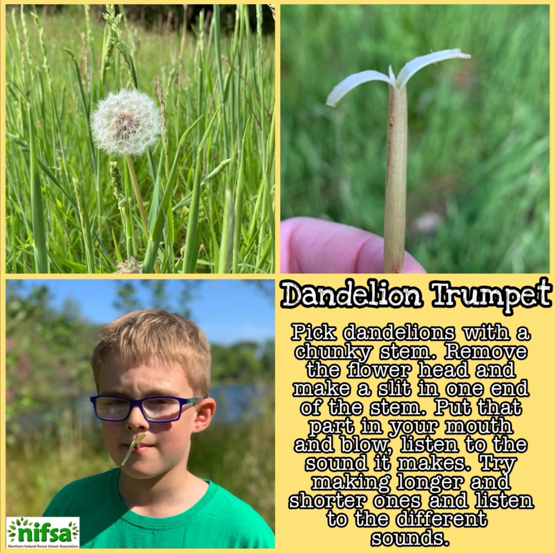 Dandelion Trumpet • Forest Schools in Northern Ireland